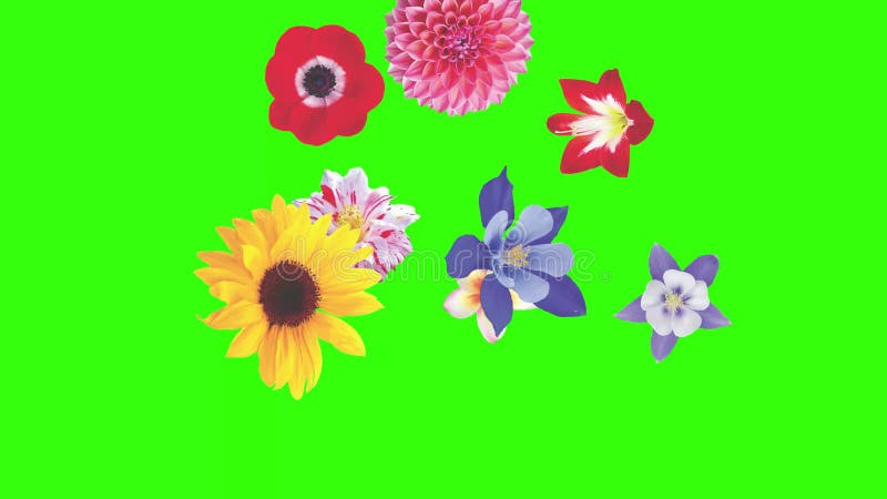 Animation of Flowers on Green Screen, Graphic Source Element Stock ...