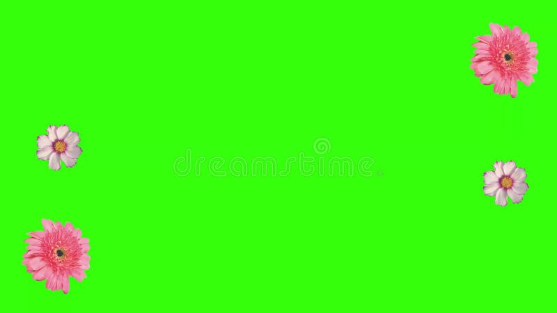 Animation of Flowers on Green Screen, Graphic Source Element Stock ...