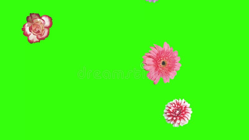 Animation of Flowers on Green Screen, Graphic Source Element Stock ...