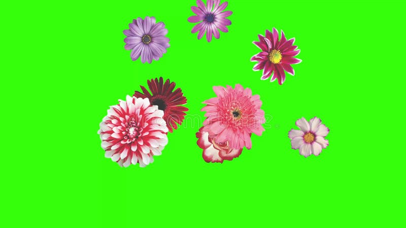 Animation of Flowers on Green Screen, Graphic Source Element Stock ...