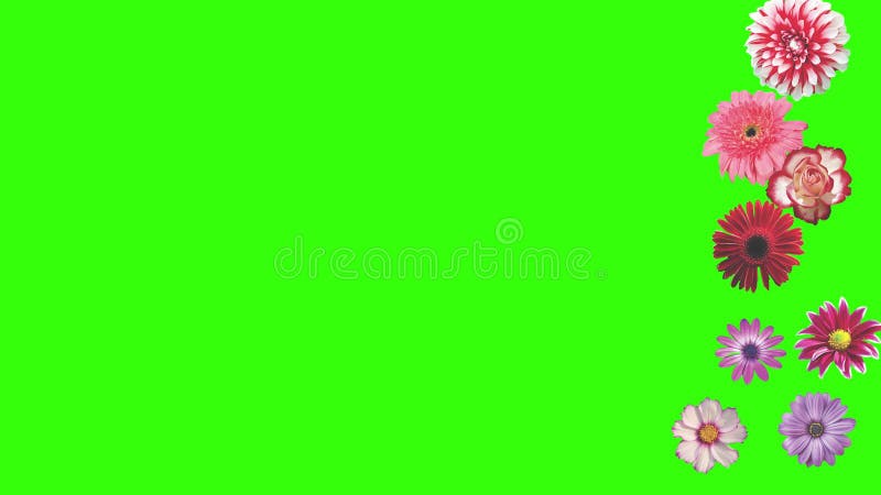 Animation of Flowers on Green Screen, Graphic Source Element Stock ...