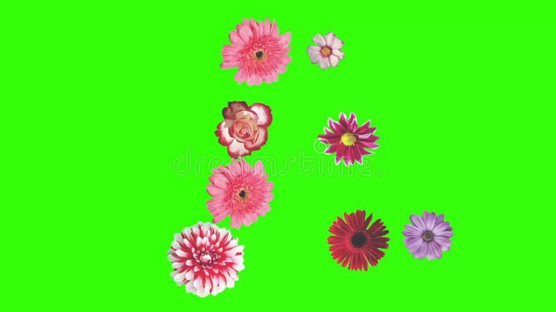 Animation of Flowers on Green Screen, Graphic Source Element Stock ...