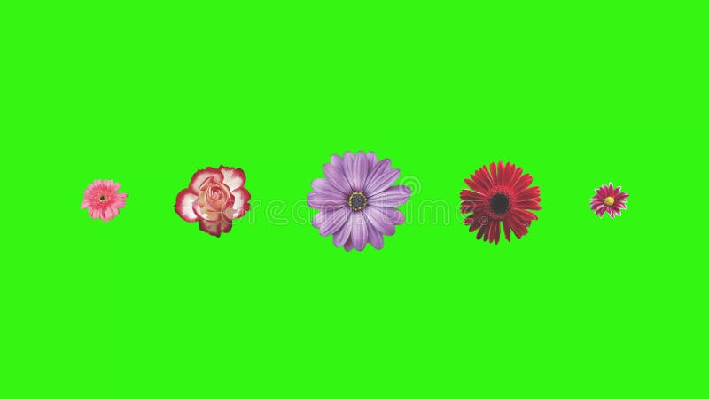 Animation of Flowers on Green Screen, Graphic Source Element Stock ...