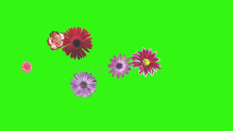 Animation of Flowers on Green Screen, Graphic Source Element Stock ...