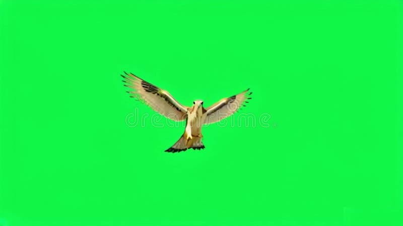 Animation Flying Falcon Slowly Isolate on Green Screen. Stock Video ...