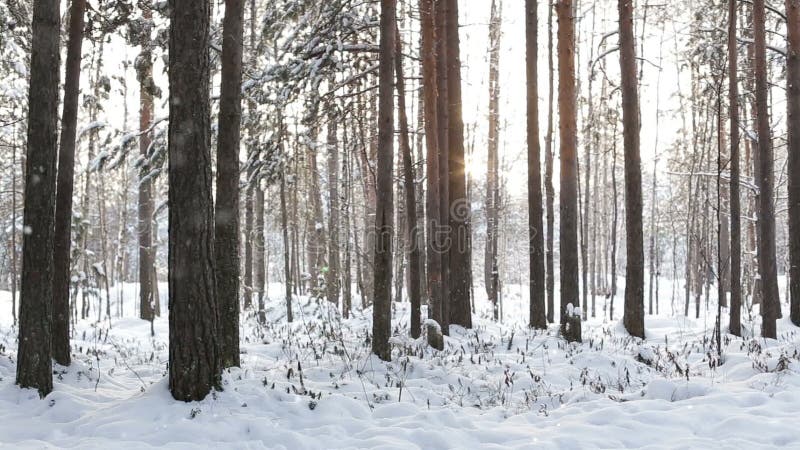 Animation Forest Dust Particles with Light Leaks in Winter Stock Video ...