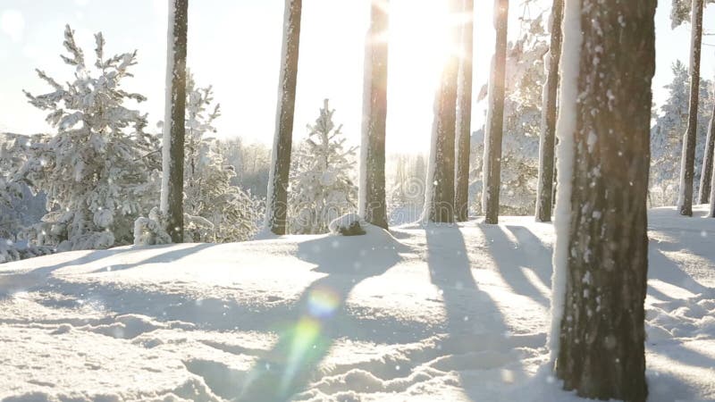 Animation Forest Dust Particles with Light Leaks in Winter Stock Video ...