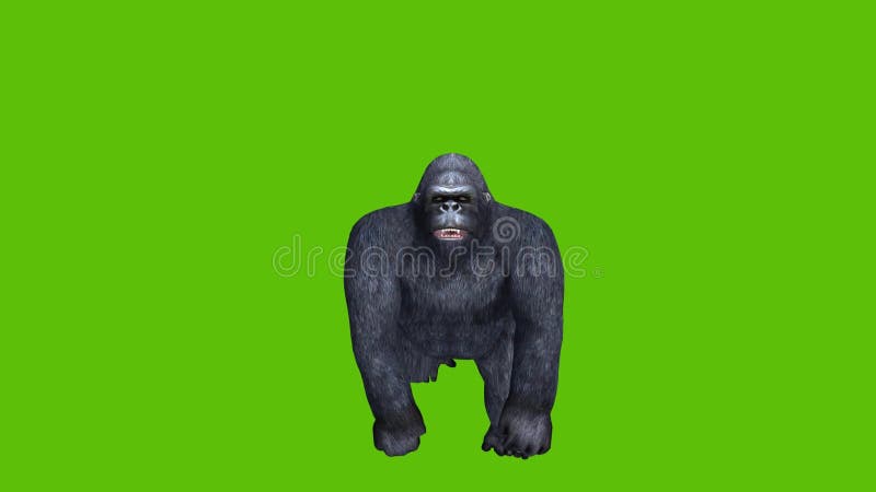 17 Animation of Gorilla with Green Screen Background and Front Camera ...