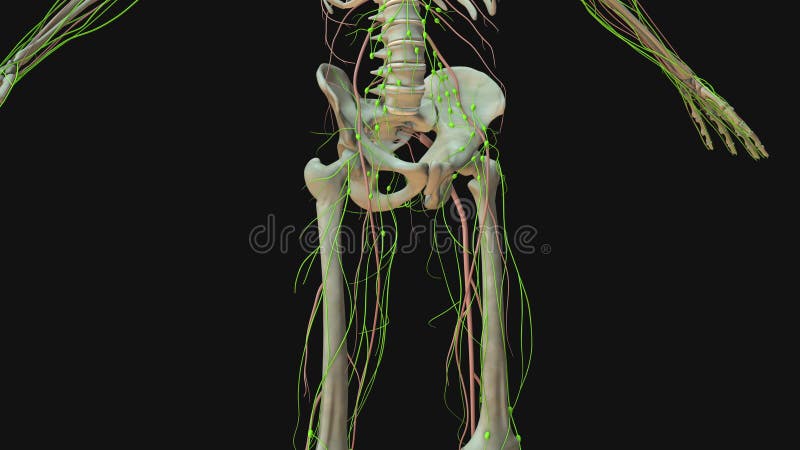 Animation of the Human Lymphatic System Anatomy Stock Video - Video of ...