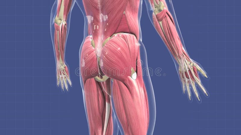 Animation of Human Muscular System Stock Footage - Video of calcaneus ...