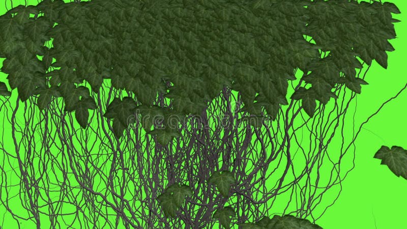 Ivy Growing on Green Screen Stock Video - Video of effect, climate ...