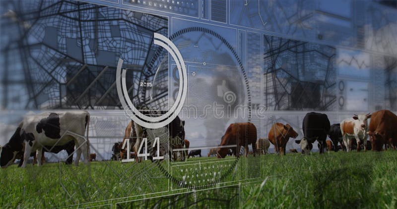 Animation of Map and Data Processing Over Cows in Field Stock Footage ...