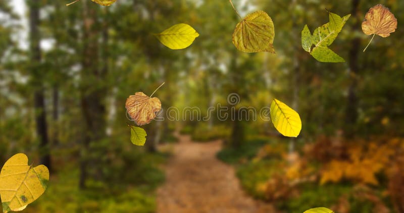 Animation of Multiple Autumn Leaves Falling in the Foreground Stock ...
