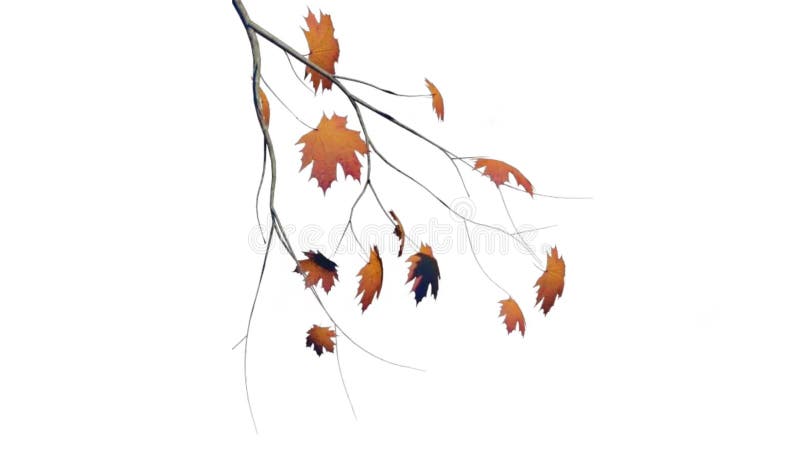 Animation Orange Twigs in Autumn on the White Background. Stock Footage ...