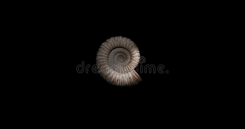 Prehistoric Fossil Ammonite Rotating - Loop Stock Footage - Video of ...