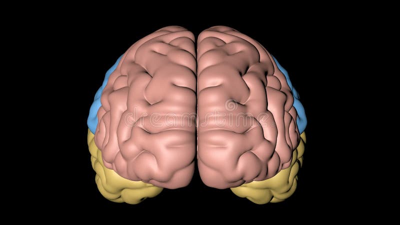 Parts of Brain with Human Body Stock Video - Video of medical ...