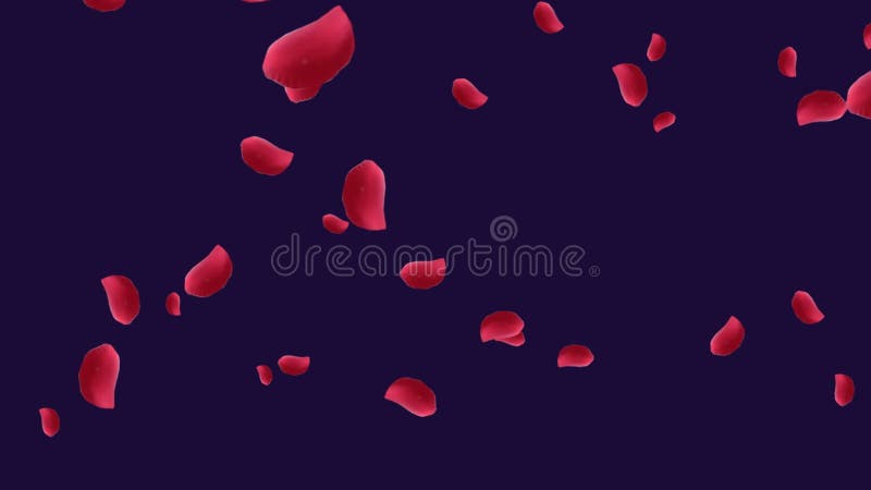 Animation of Red Rose Petals Falling on Black Background Stock Video ...