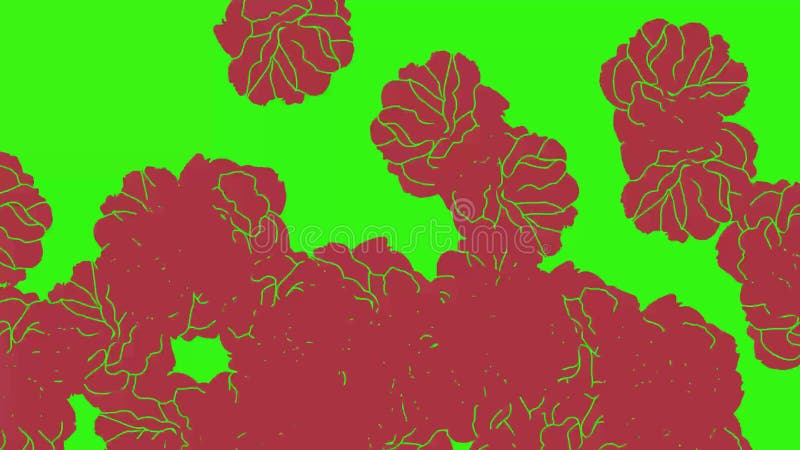 Animation of Red Roses, Graphic Design on Green Screen, Transition ...