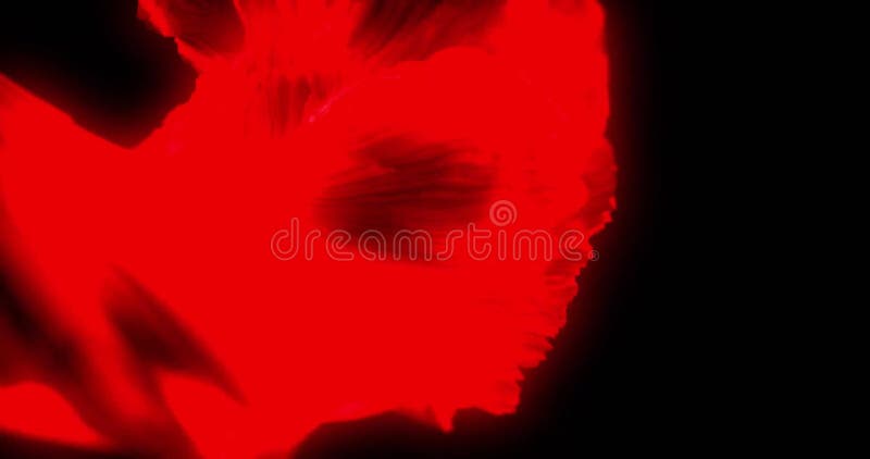 Animation of Red Rotating Wave on Black Background Stock Video - Video ...