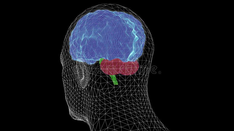 Animation Rotation Grid Human Head and Visible Blue Cerebral Wireframe ...