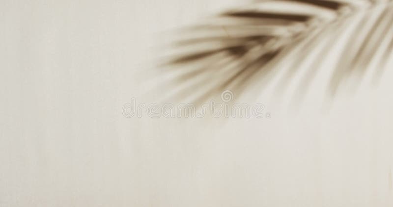 Animation of Shadow of Palm Tree Leaf Moving with Copy Space Over White ...