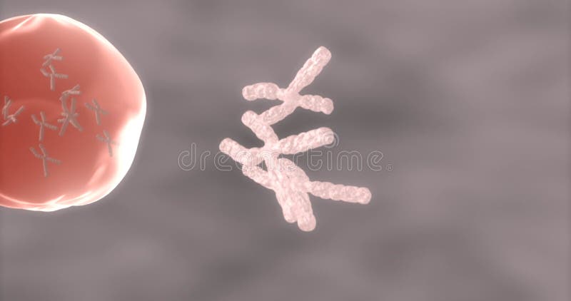 Animation of Structure and Function of Human Cell Chromosomes and Dna ...