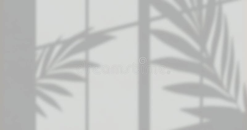 Animation of Window Shadow of Leaves Over Grey Background Stock Footage ...