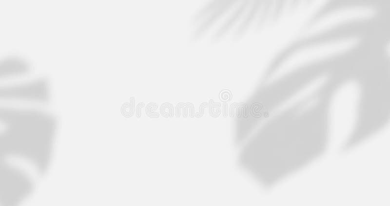 Animation of Window Shadow of Leaves Over Light Grey Background Stock ...