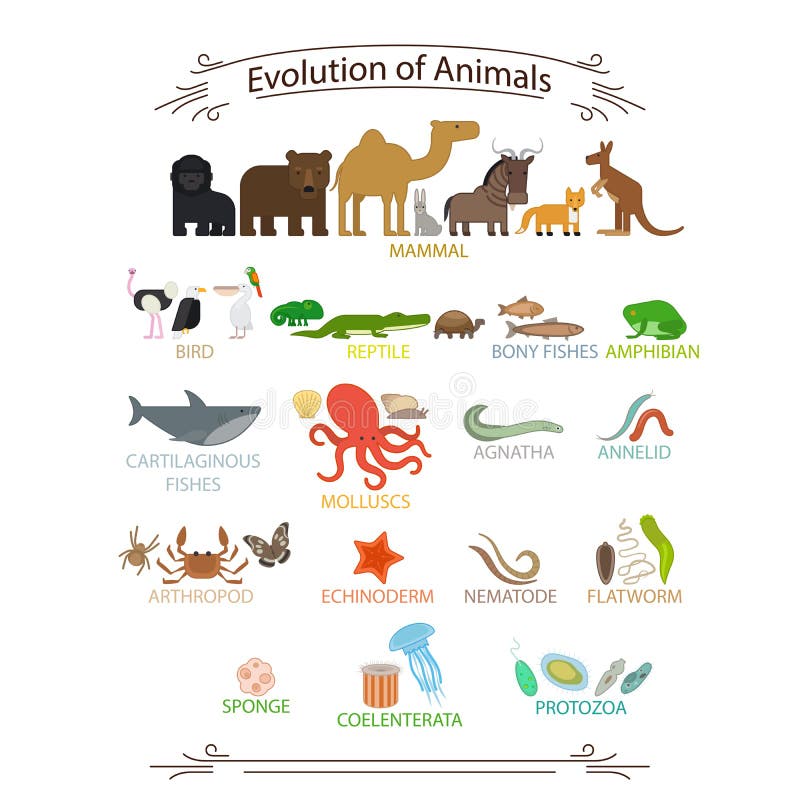 Animaux Biologiques D'évolution Illustration de Vecteur - Illustration ...