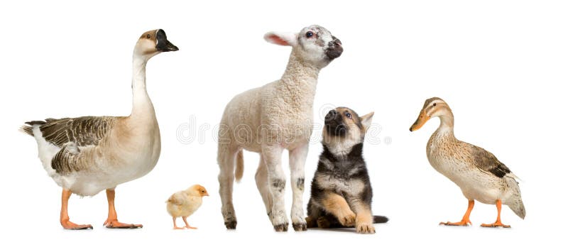 Animaux de ferme photo stock. Image du bétail, pousse - 2250364