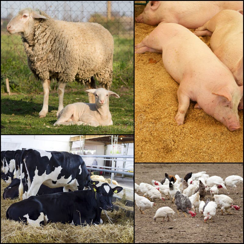 Animaux domestiques photo stock. Image du ranch, animal - 47785488