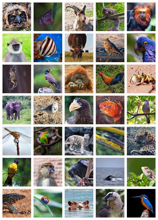 Collection De Faune Et D'animaux Des Photos Du Monde Image stock ...