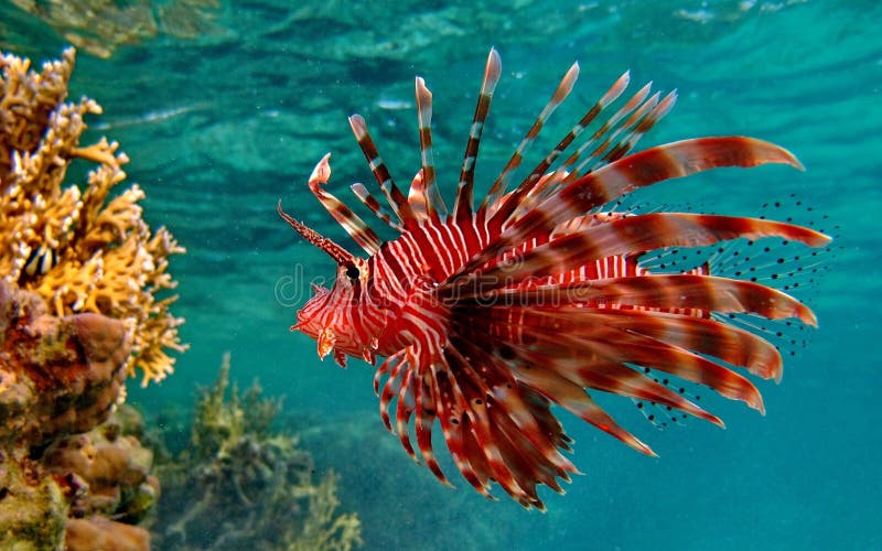 Animaux rares de poissons photo stock. Image of océan - 54765752