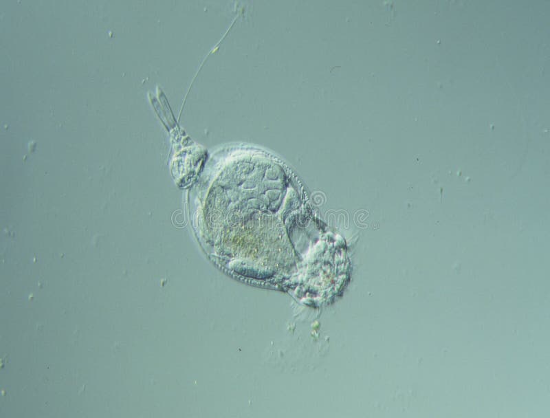 Animaux Rotatives Sous Le Microscope Photo stock - Image du vacuole ...