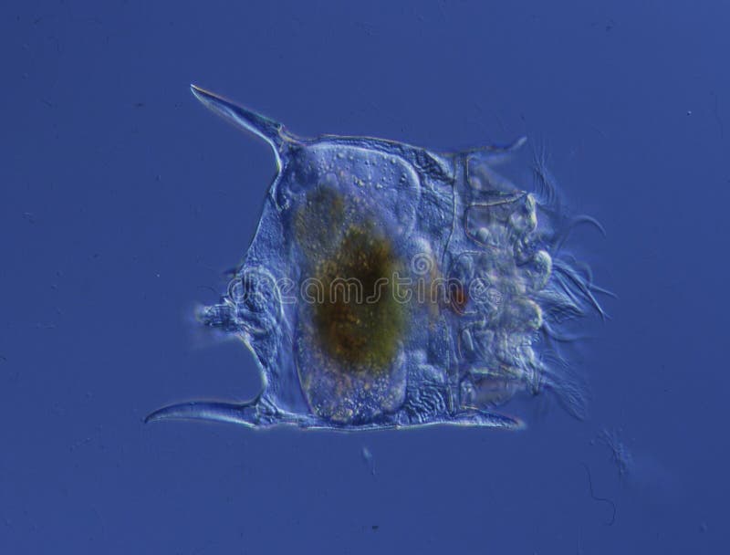 Animaux Rotatives Sous Le Microscope Image stock - Image du cilié ...