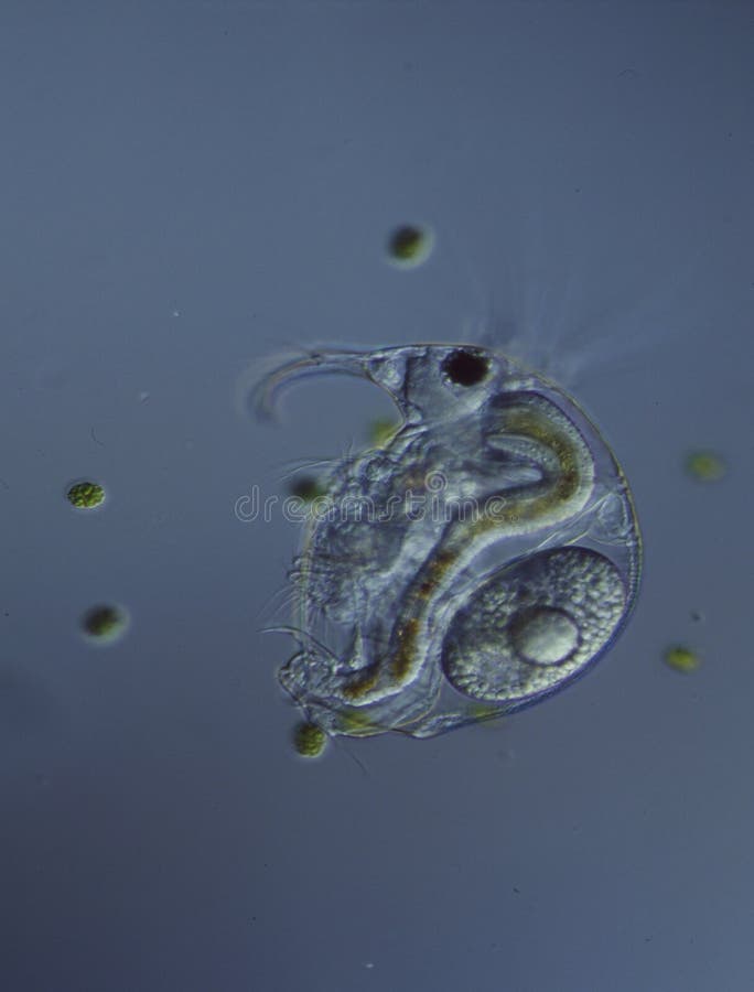 Animaux Rotatives Sous Le Microscope Image stock - Image du écrevisses ...