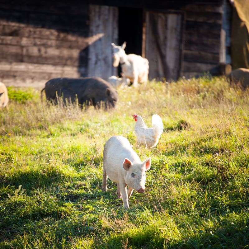 Animaux sur la basse cour image stock. Image du frais - 44764503