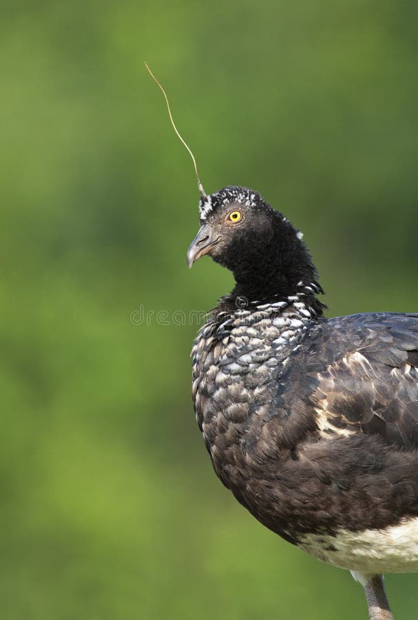 Anioema, Horned Screamer, Anhima Cornuta Stock Photo - Image of bird ...