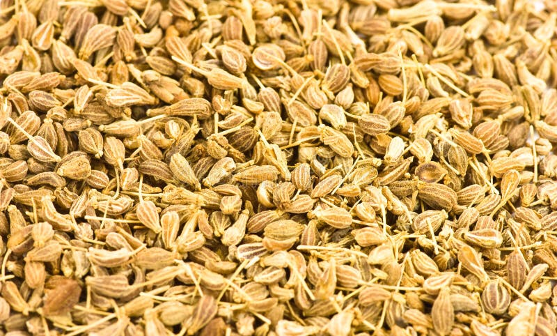 Fennel stock photo. Image of botanical, bunch, food, seed - 15370102