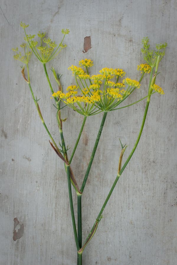 Anise flower stock image. Image of herbal, plate, health - 20503561