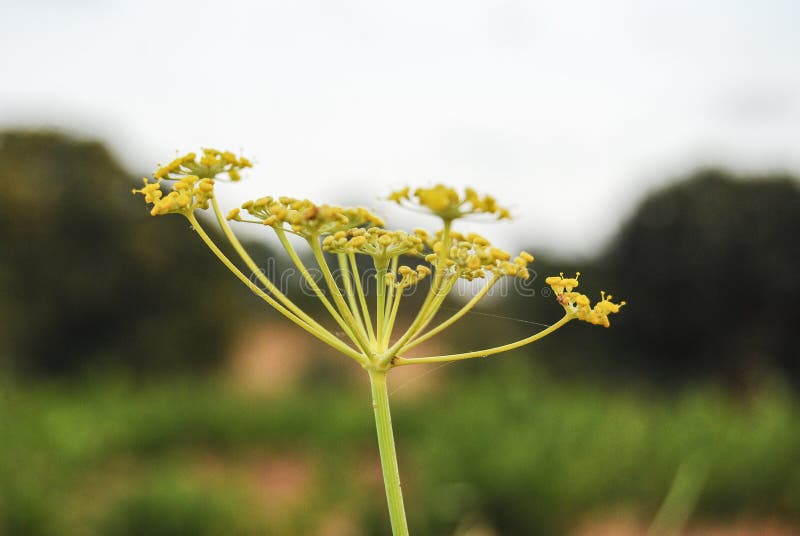 Anise flower stock photo. Image of cultivate, field, plant - 96460916