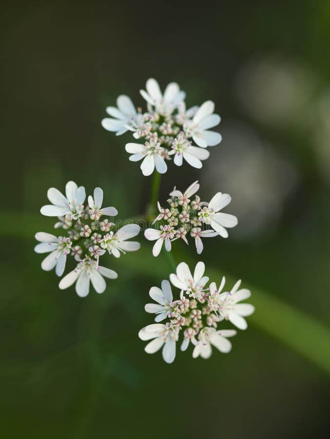 Anise flowers stock image. Image of environmental, nature - 27075707
