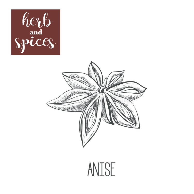 Anise Hand Drawing. Herbs and Spices Stock Vector - Illustration of ...