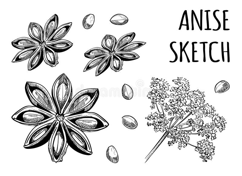 Aniseed Stock Illustrations – 1,009 Aniseed Stock Illustrations ...