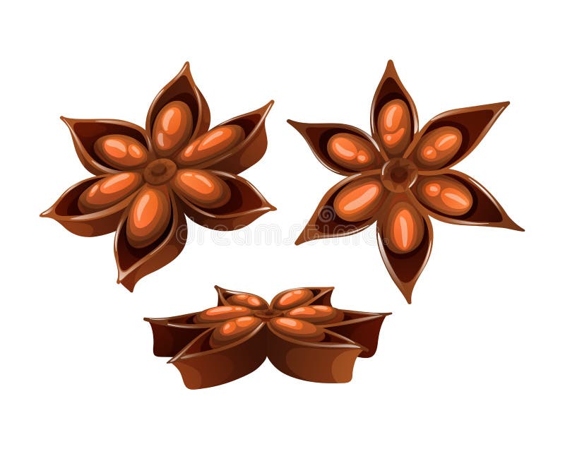 Anise Starts in Cartoon Style, Different Rotation Stock Vector ...