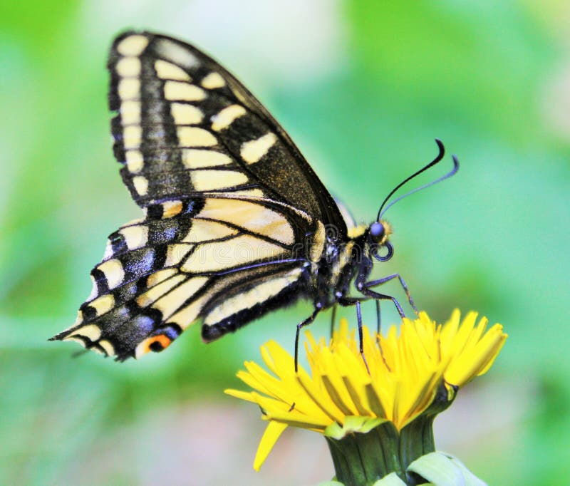 Anise Swallowtail Butterfly Stock Image - Image of insects, swallowtail ...