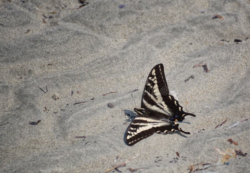 Anise Swallowtail Butterfly Stock Image - Image of swallowtail, animal ...