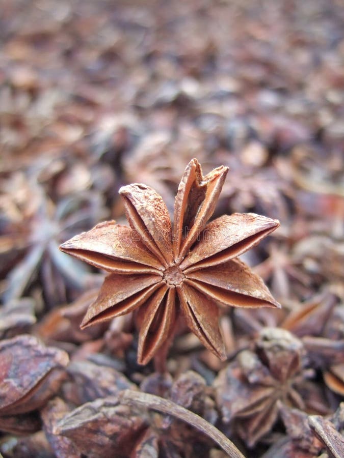 Aniseed stock photo. Image of shadow, asia, white, seed - 6080226