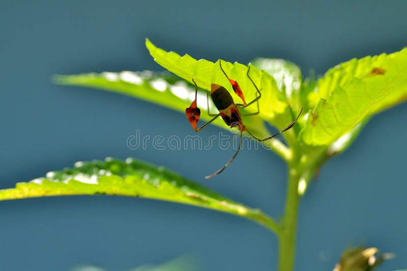 Flagfooted Stock Photos - Free & Royalty-Free Stock Photos from Dreamstime