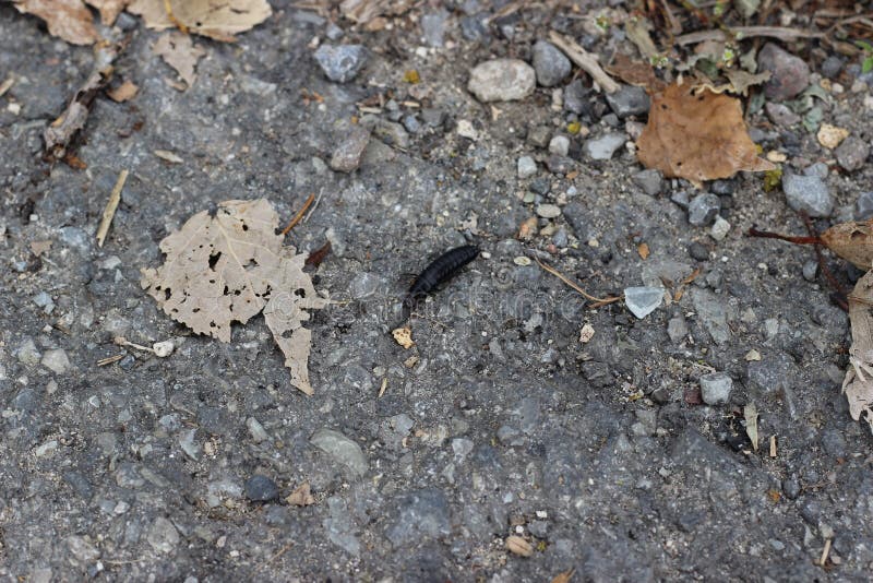 Anisolabis Maritima Stock Photos - Free & Royalty-Free Stock Photos ...